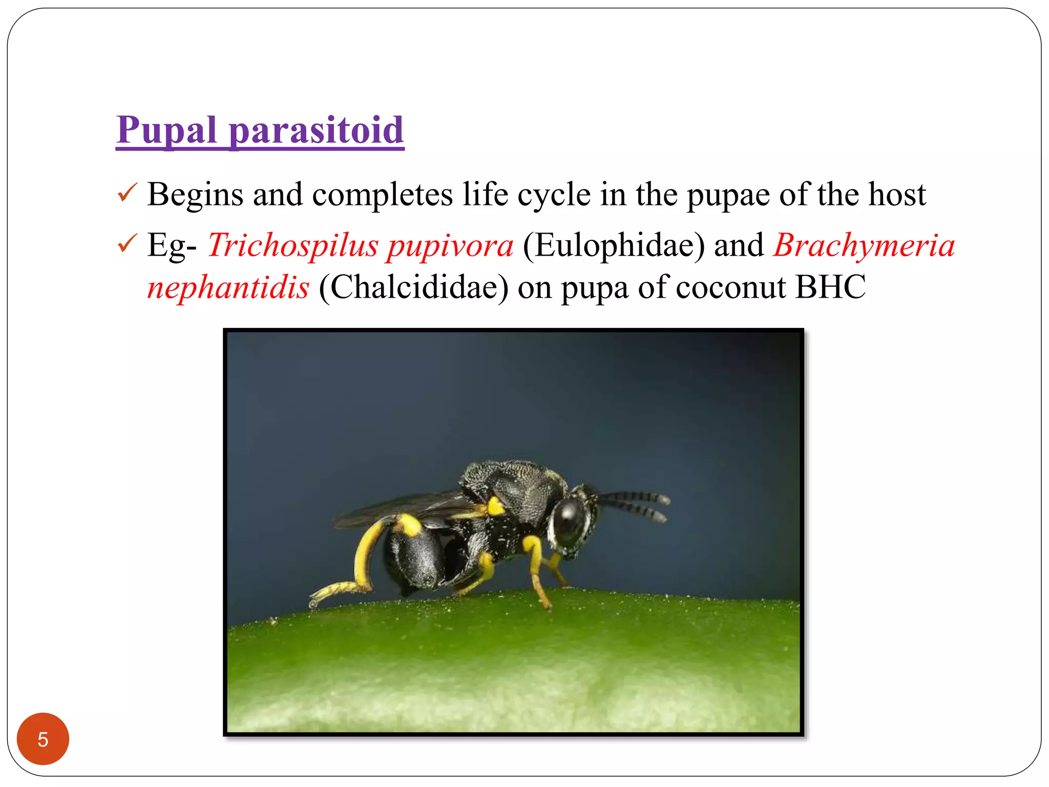Types of parasitoids and parasitism ppt | PPTX