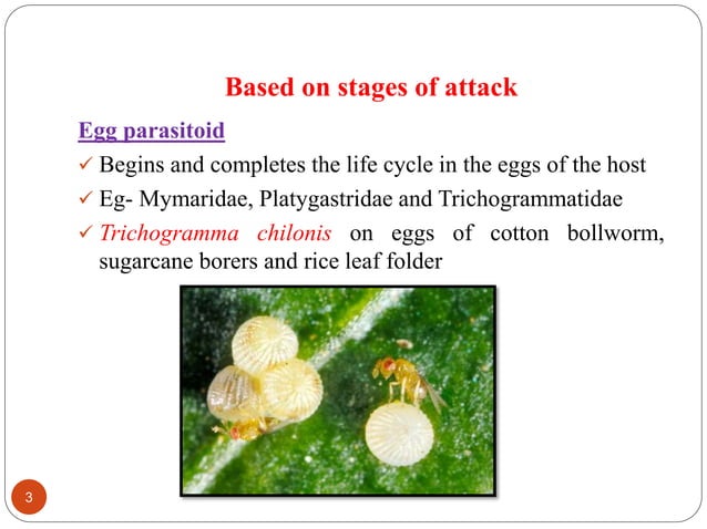 Types of parasitoids and parasitism ppt | PPTX | Infectious Diseases ...