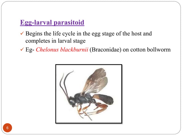 Types of parasitoids and parasitism ppt | PPTX | Infectious Diseases | Diseases and Conditions