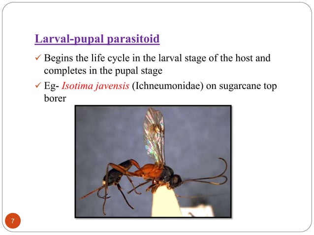 Types of parasitoids and parasitism ppt | PPTX | Infectious Diseases ...