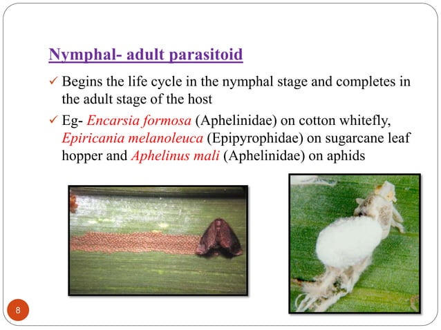 Types of parasitoids and parasitism ppt | PPTX | Infectious Diseases ...