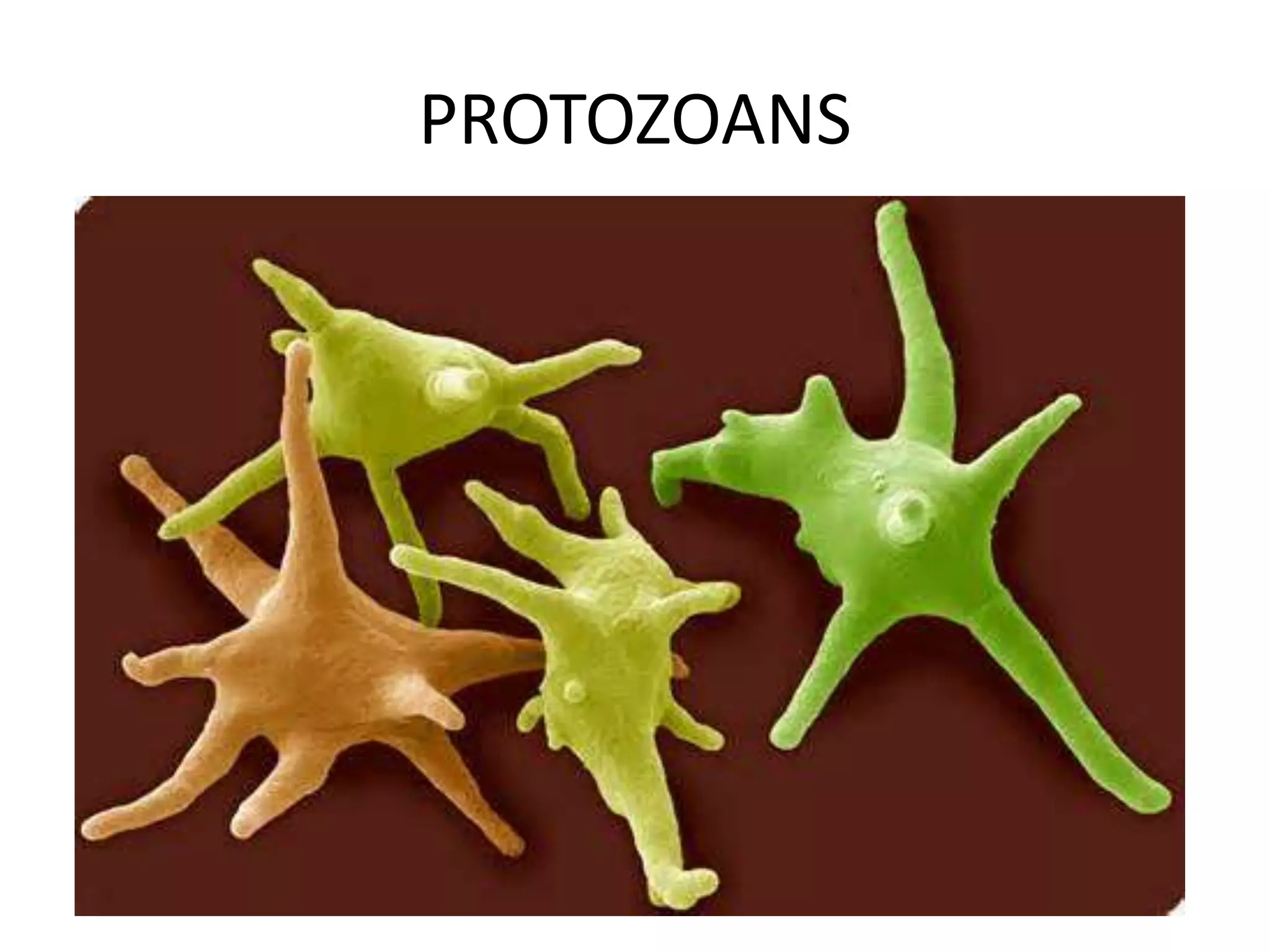 Types of pathogen | PPTX