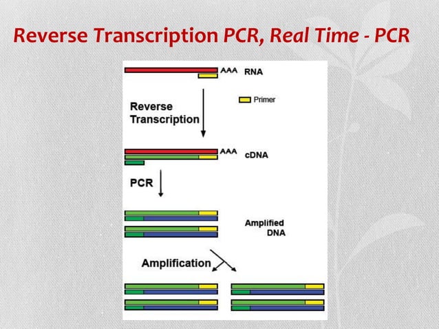 Types of PCR | PDF | Chemistry | Science