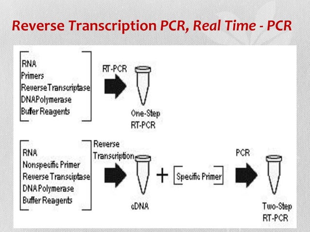 Types of PCR | PDF | Chemistry | Science