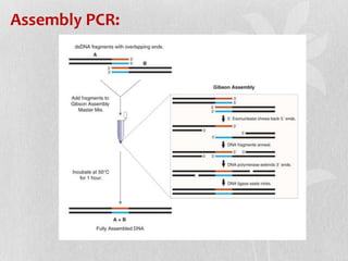 Types of PCR | PDF