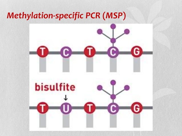 Types of PCR | PDF | Chemistry | Science