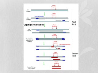 Types of PCR | PDF