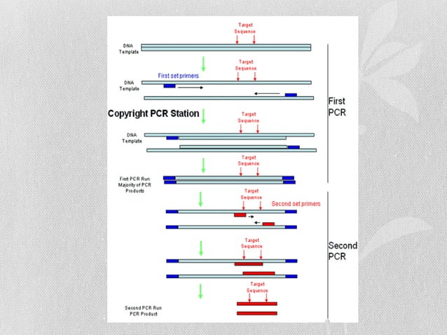 Types of PCR | PDF | Chemistry | Science