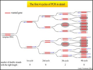 Types of PCR | PPT