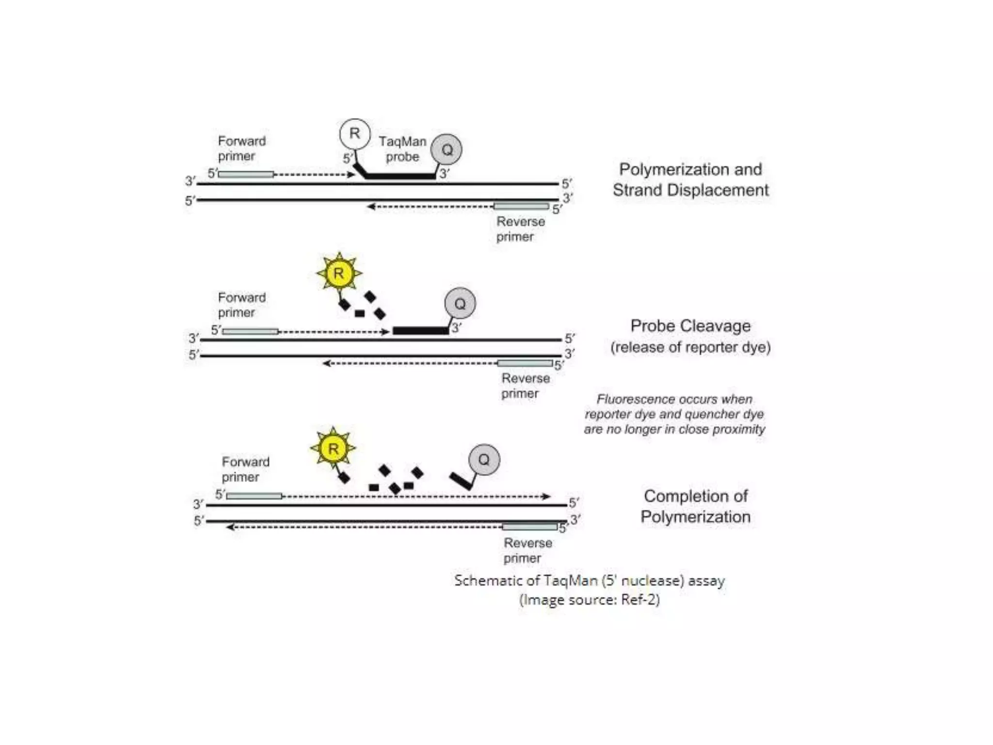 Types of pcr | PPTX