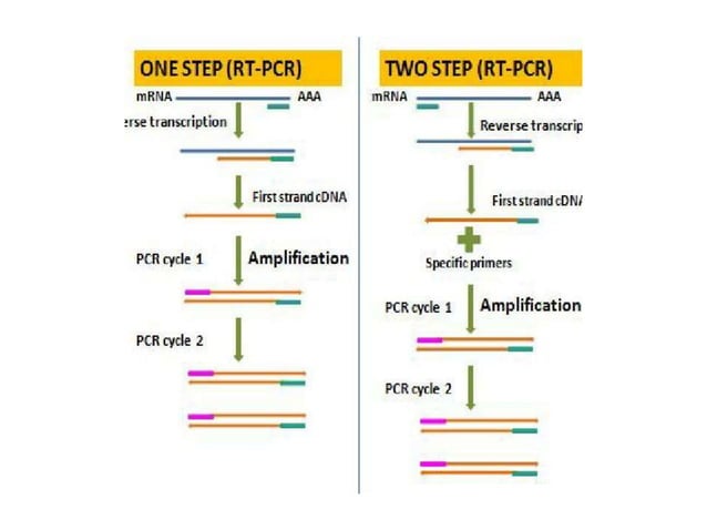 Types of pcr | PPTX