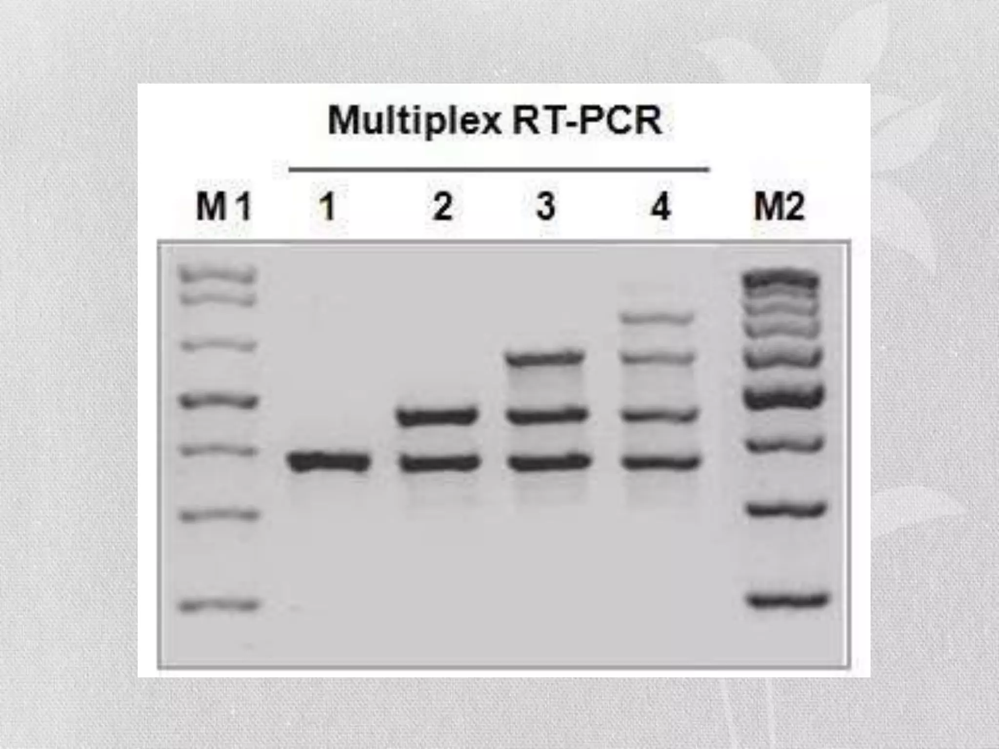 Types of PCR.pptx