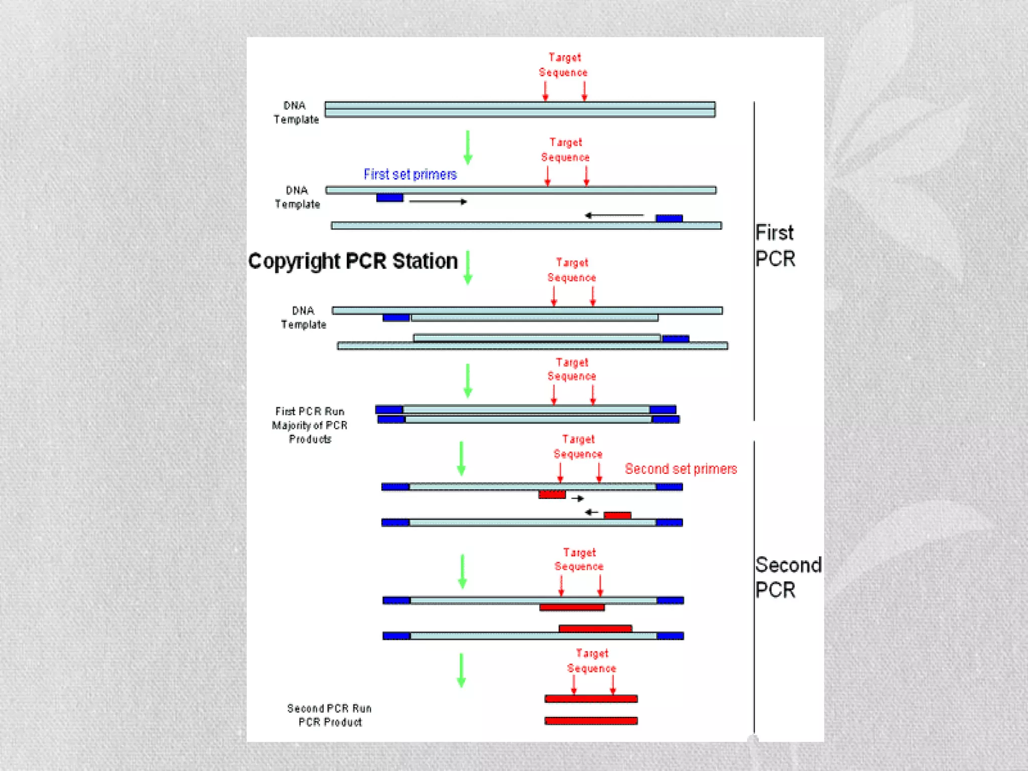 Types of PCR.pptx