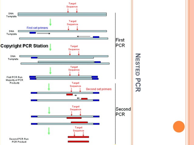 Types of pcr and fluorimeter (1) | PPT