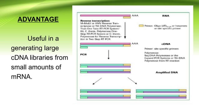 Types of pcr ppt by mala (1) | PPTX | Biological Sciences | Science