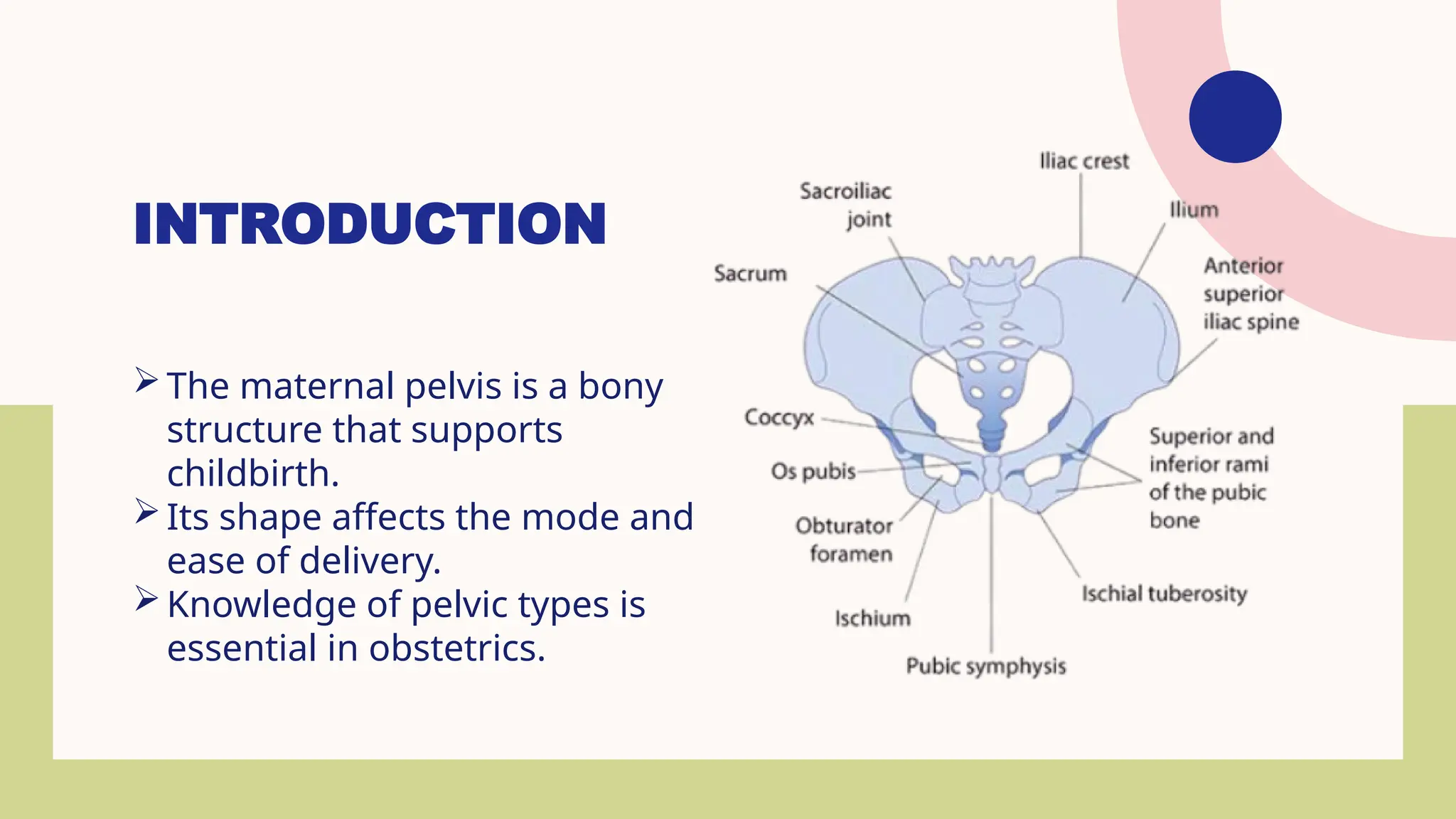 Types of pelvis.pptx 12345678kdkdkdkdkdkkdkd | PPTX