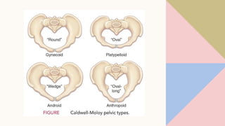 Types of pelvis.pptx 12345678kdkdkdkdkdkkdkd | PPTX