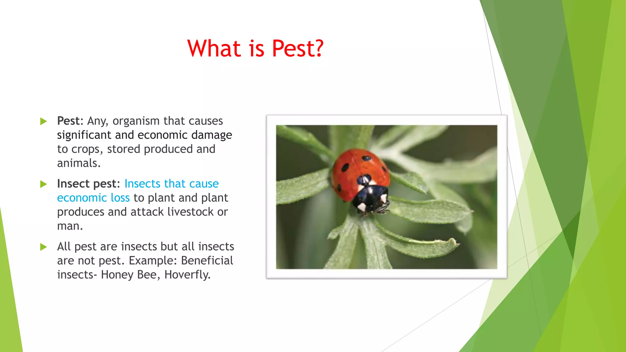 types of pests.pptx