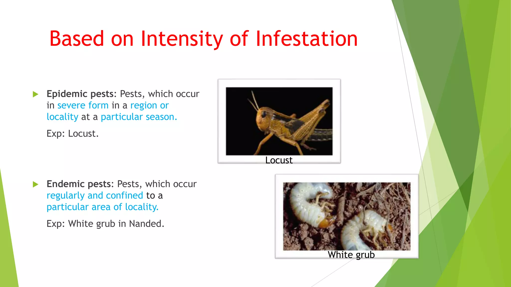 types of pests.pptx
