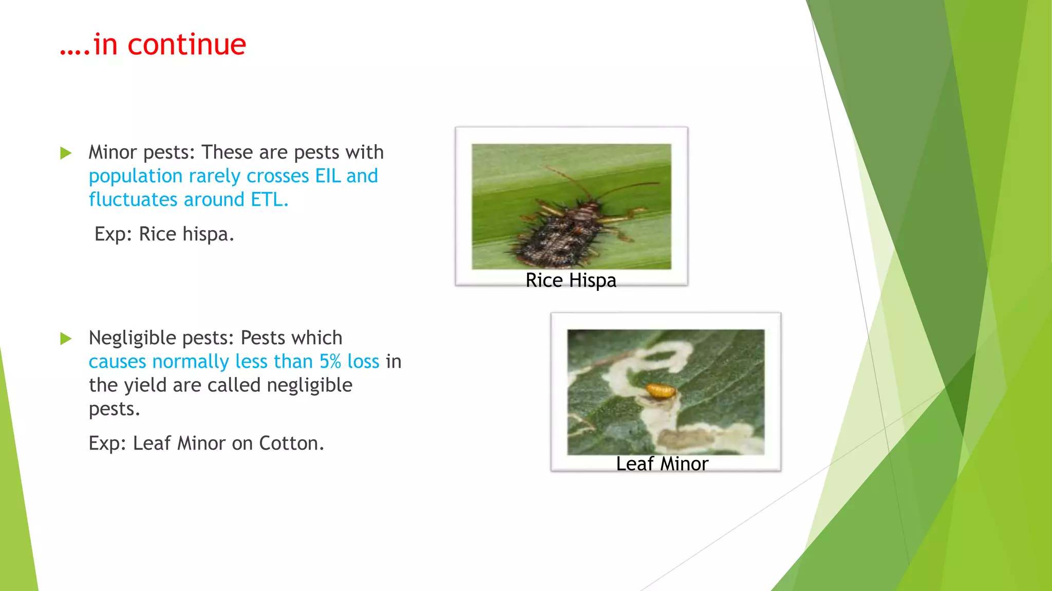 types of pests.pptx