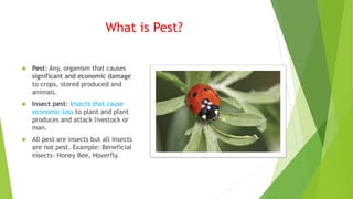 types of pests.pptx