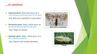 types of pests.pptx