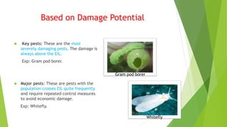 types of pests.pptx