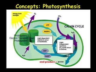 Typesof photosynthesis | PPT