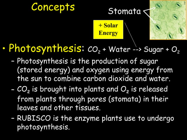 Typesof photosynthesis | PPT