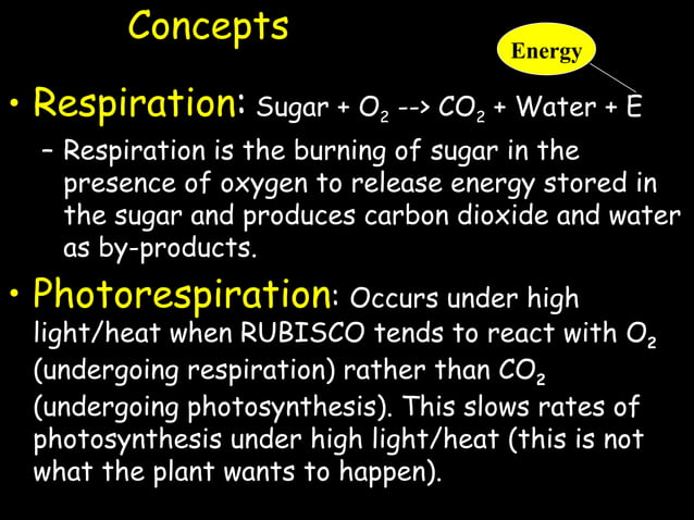 Typesof photosynthesis | PPT