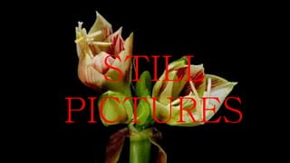 Types of pictorial media | PPTX