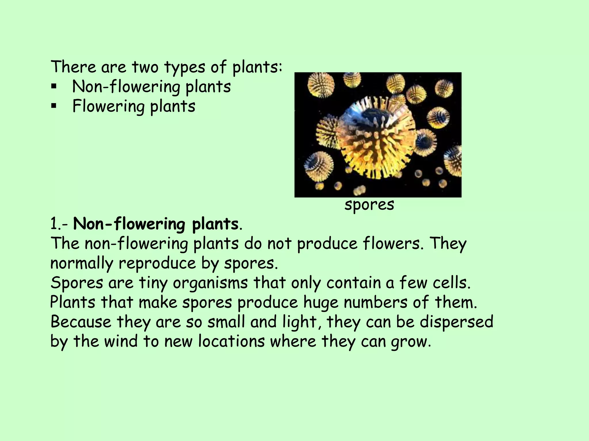 Types of plants | PPTX