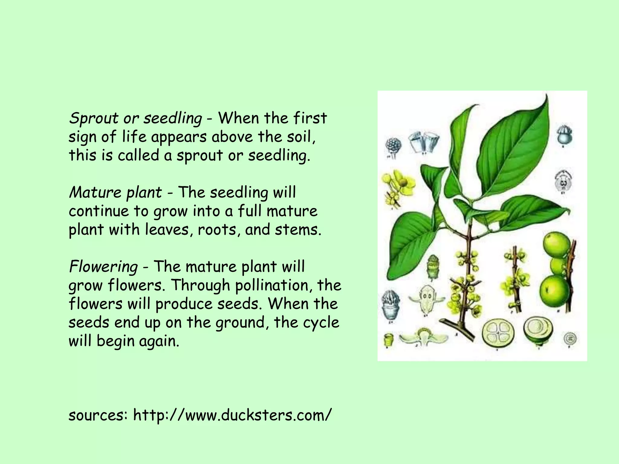 Types of plants | PPTX