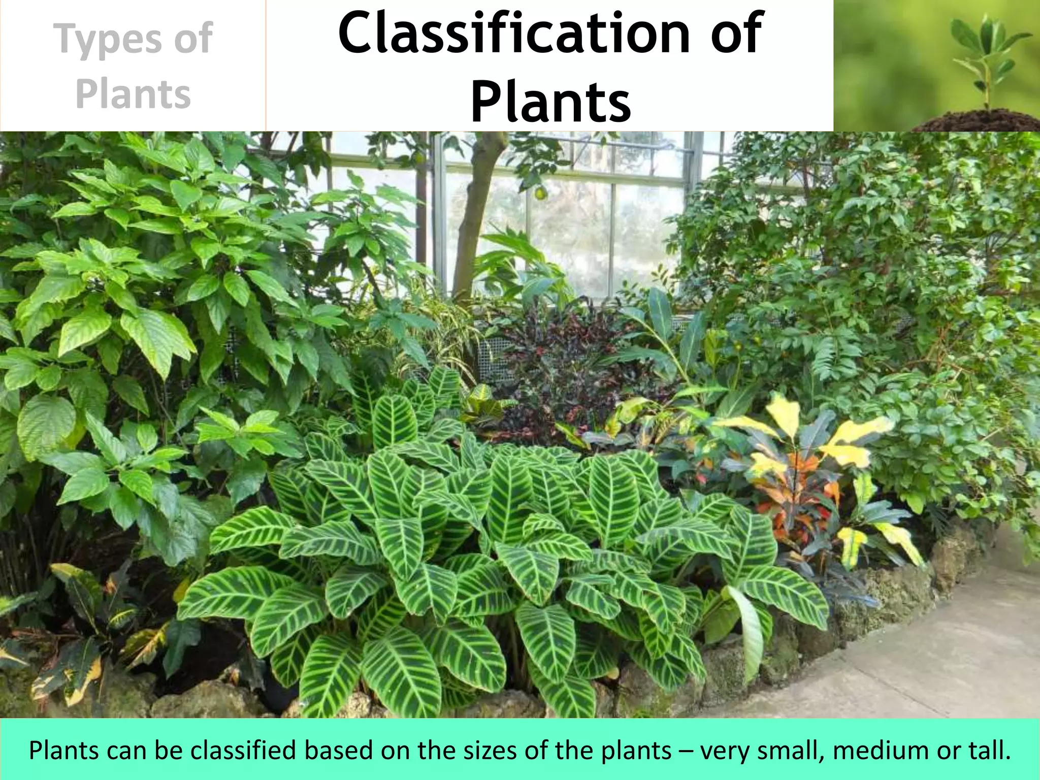 Types of Plants | PPTX