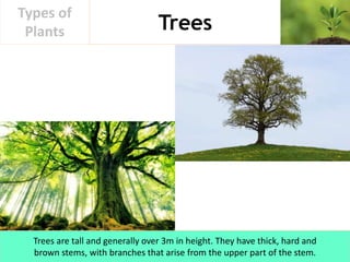 Classification Of Plants Herbs Shrubs Trees