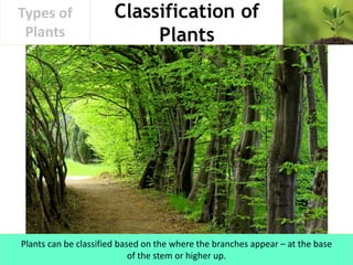 Classification Of Plants Herbs Shrubs Trees