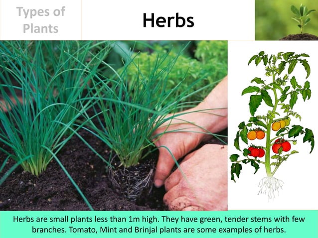 Types of Plants | PPT