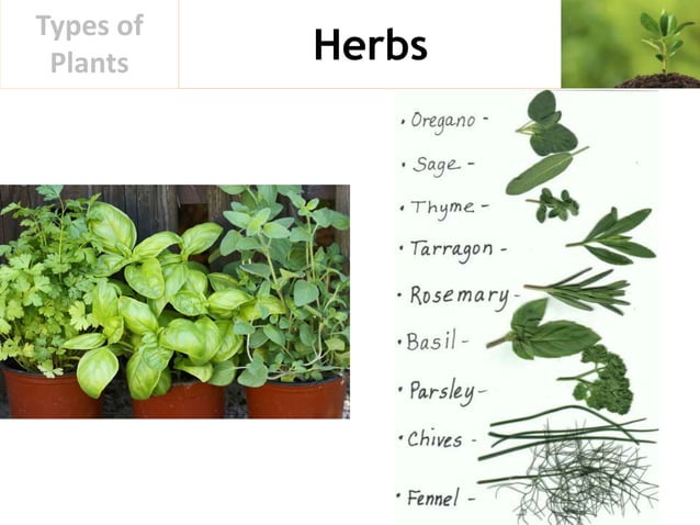 Types Of Plants PPT Types Of Plants PPT