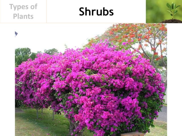 Types Of Plants PPT types-of-plants-ppt