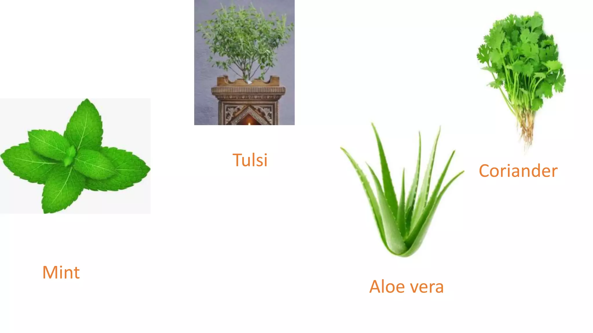 Types of plants | PPTX