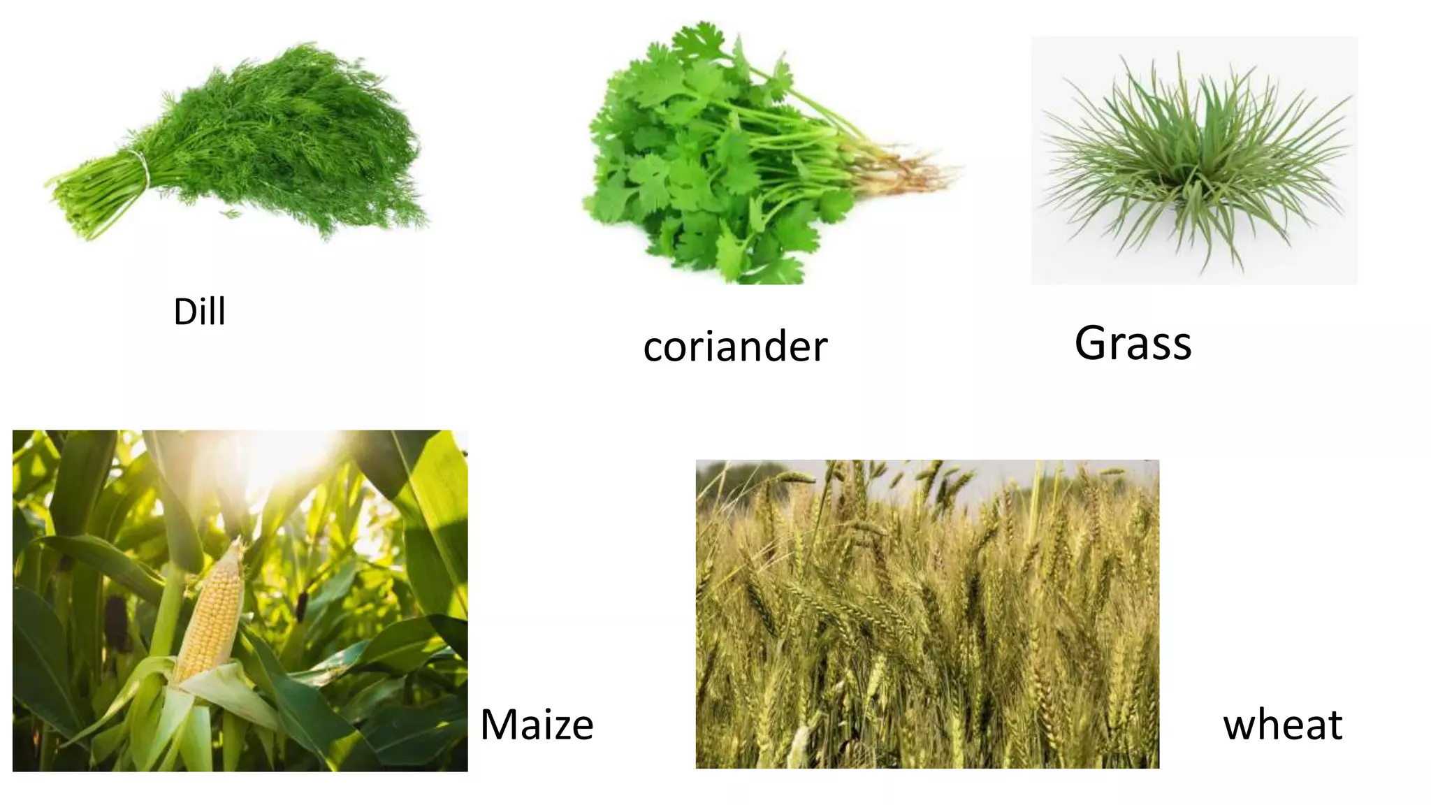 Types of plants | PPTX