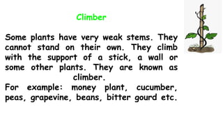 Types of plants | PPTX
