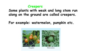Types of plants | PPTX