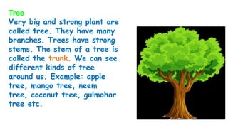 Types of plants | PPTX | Gardening | Home & Garden