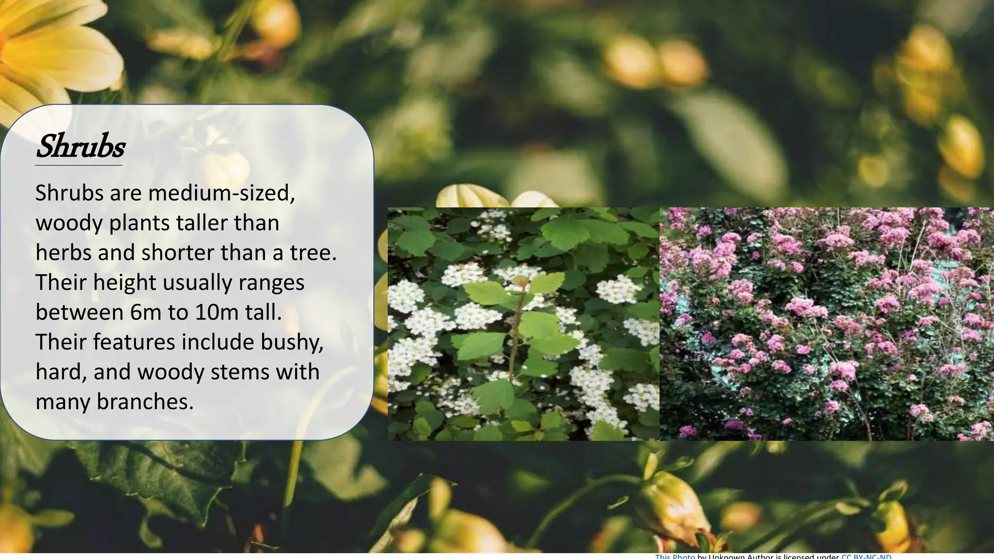Types of plants | PPTX