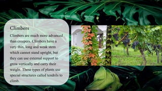 Types of plants | PPTX