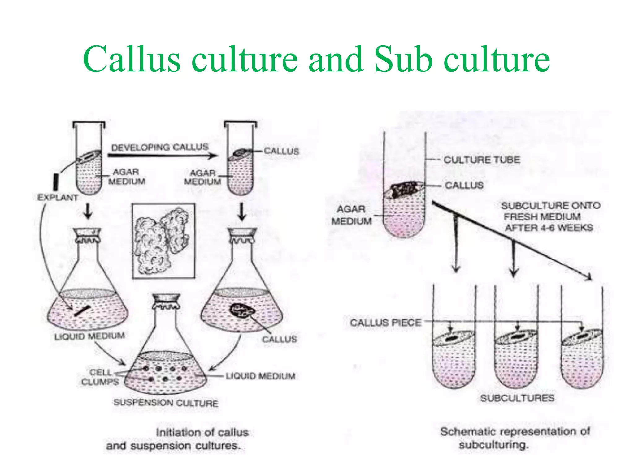 Types of Plant tissue culture.pptx