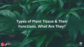 Types of Plant Tissue & Their Functions, What Are They.pptx