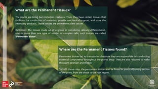 Types of Plant Tissue & Their Functions, What Are They.pptx