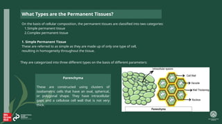 Types of Plant Tissue & Their Functions, What Are They.pptx